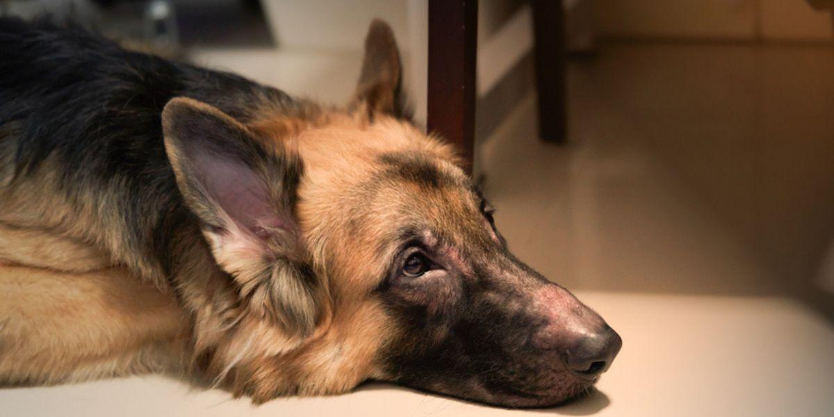 Guía completa para el cuidado de dermatitis en perros – Partner In Paw